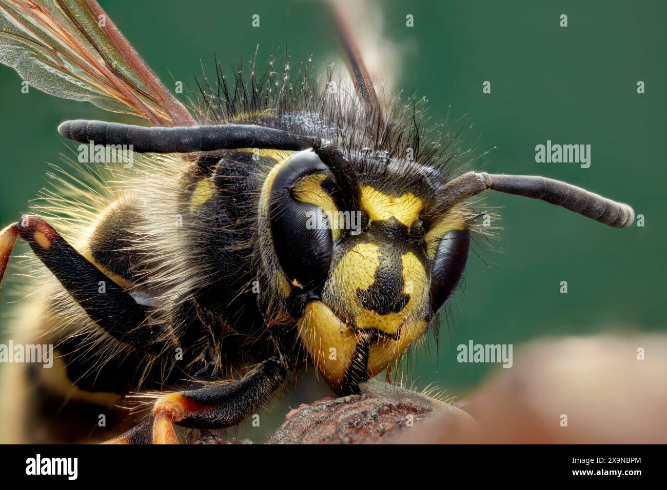 Head of a common wasp (Vespula vulgaris) showing compound eyes ...