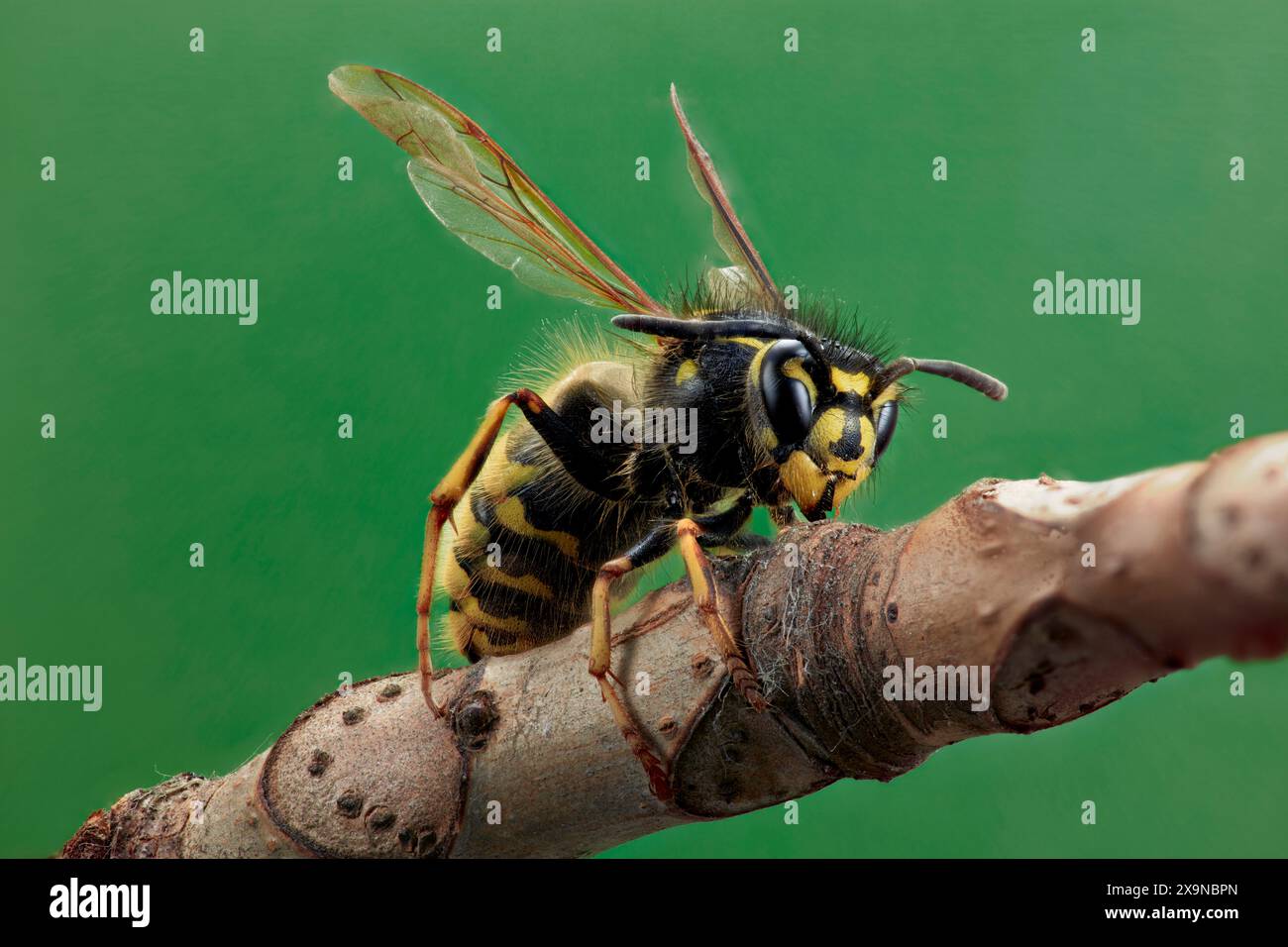 Focus stacked image of a single common wasp (Vespula vulgaris) sitting ...