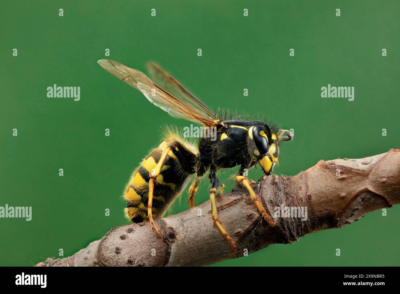 Focus stacked image of a single common wasp (Vespula vulgaris) sitting ...