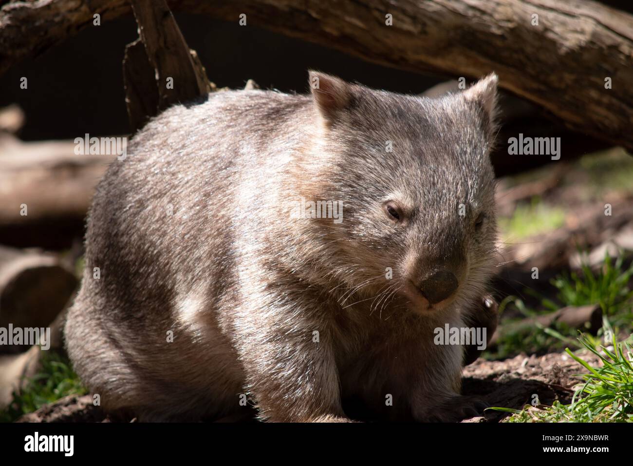 The Common Wombat has a large nose which is shiny black, much like that ...
