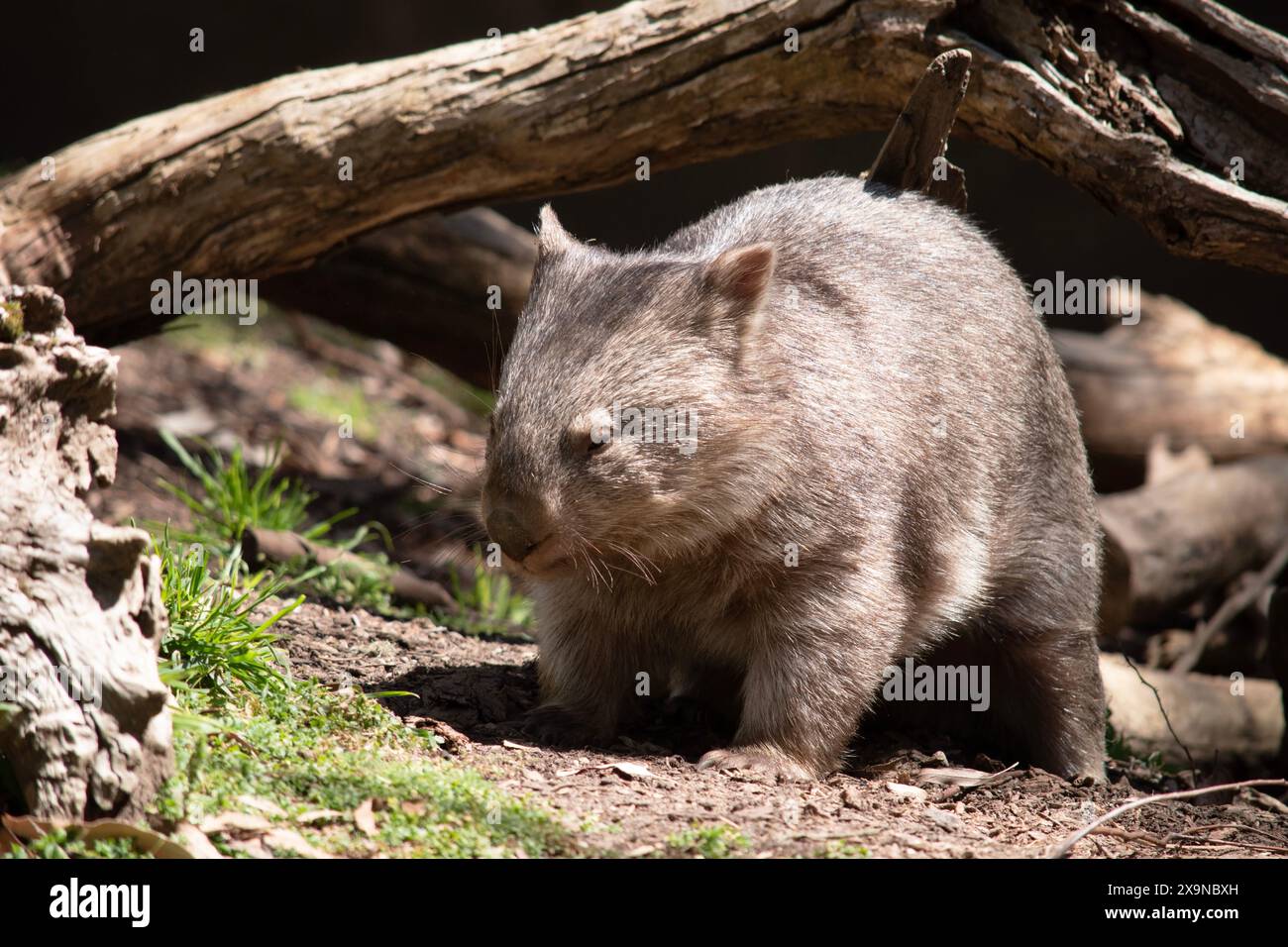 The Common Wombat has a large nose which is shiny black, much like that ...