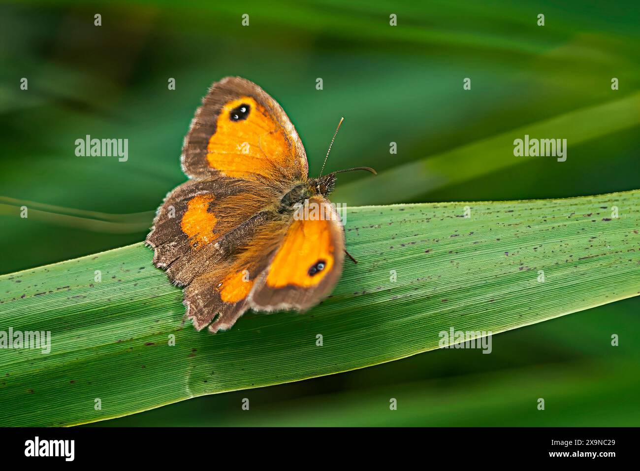 Gatekeeper Butterfly, Brockholes, Lancashire. England Stock Photo - Alamy