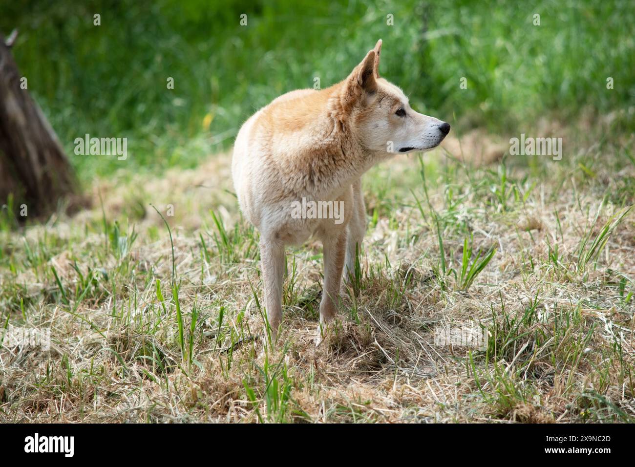 Dingos have a long muzzle, erect ears and strong claws. They usually ...
