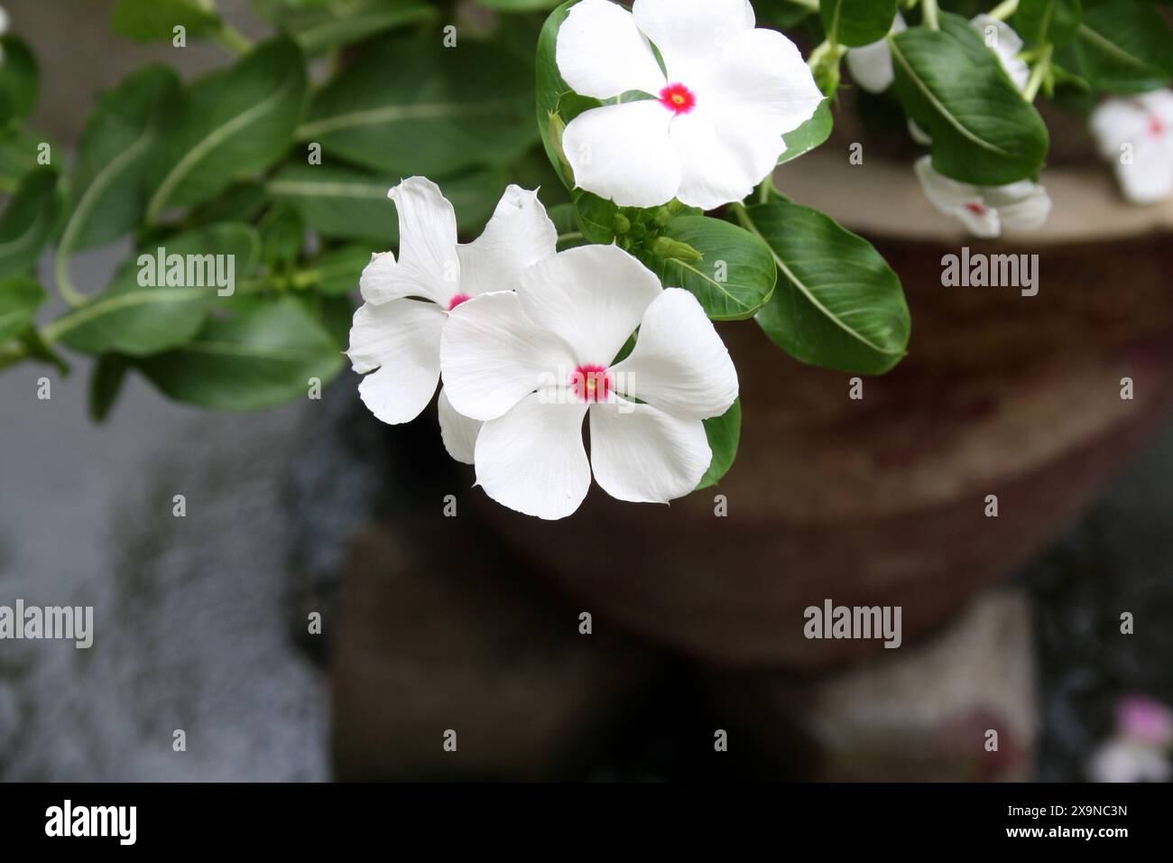 White Madagascar periwinkle (Catharanthus roseus) with red center ...