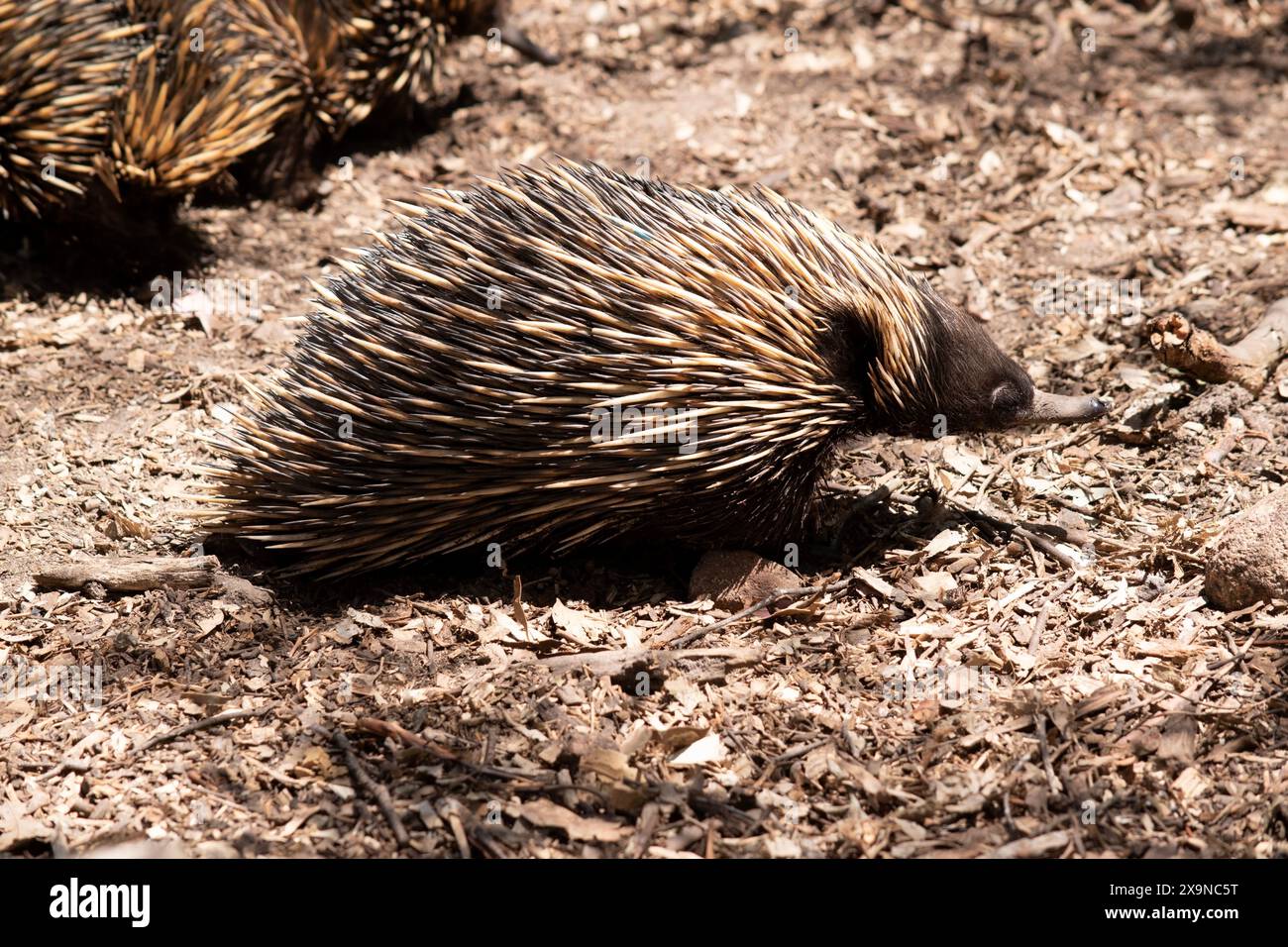 the short nosed has strong-clawed feet and spines on the upper part of ...