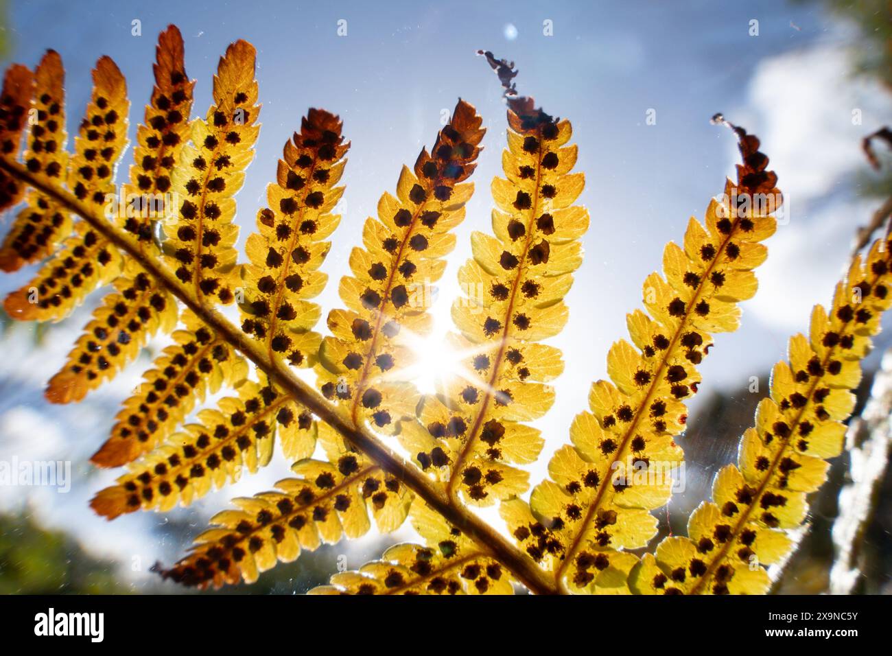 Warm yellow fern with spores showing. New Zealand nature texture ...