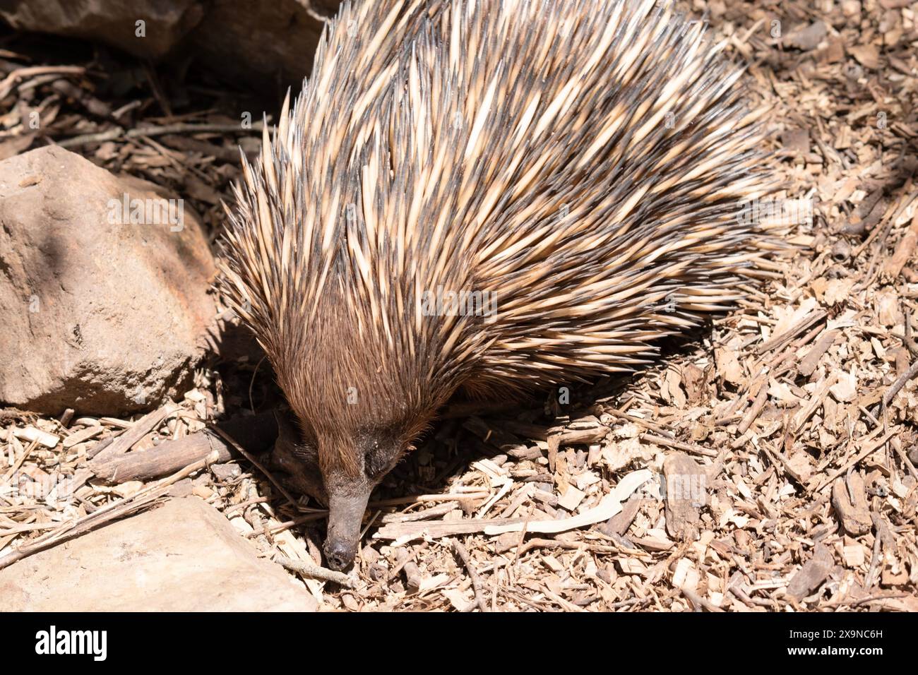 the short nosed echidna has strong-clawed feet and spines on the upper ...