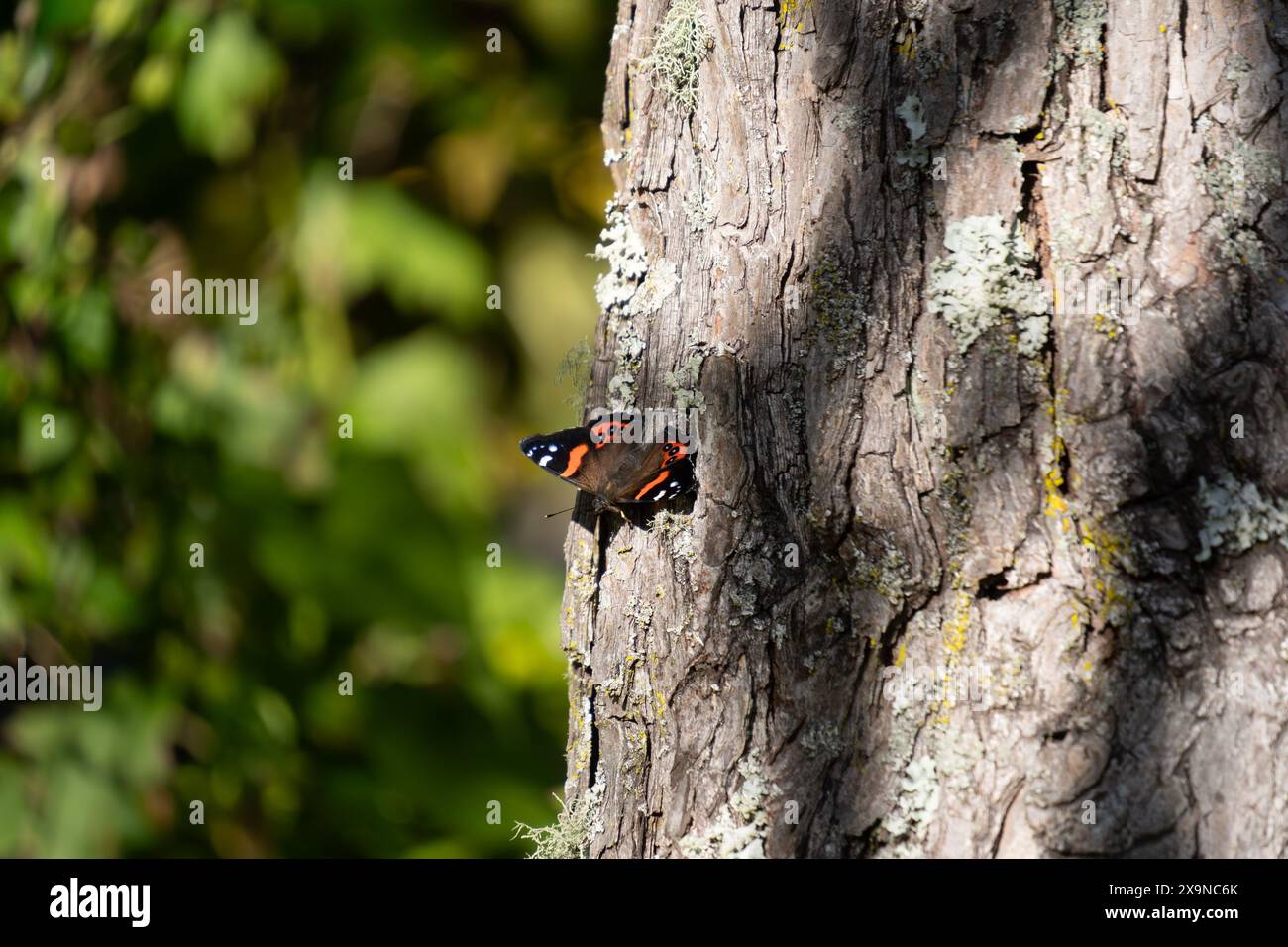 New Zealand red admiral butterfly (Vanessa gonerilla) basking tree ...