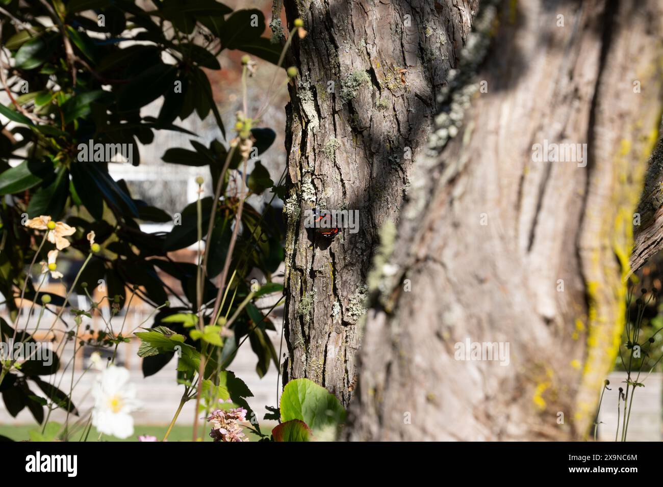 New Zealand red admiral butterfly (Vanessa gonerilla) basking tree ...