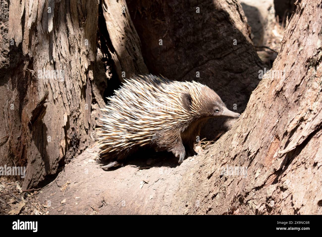the short nosed echidna has strong-clawed feet and spines on the upper ...