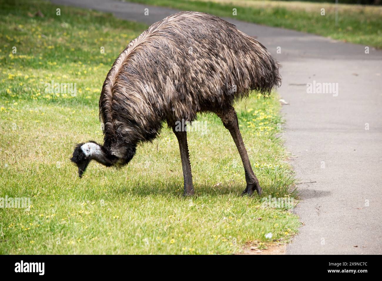 Emus are covered in primitive feathers that are dusky brown to grey ...