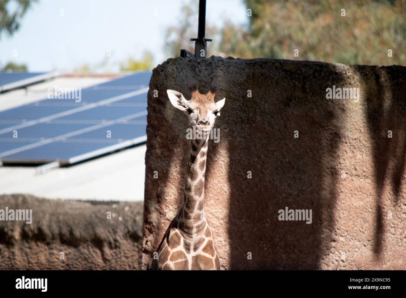 The giraffe is the tallest of all mammals. The legs and neck are ...