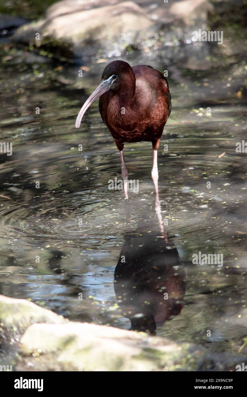 The glossy ibis neck is reddish-brown and the body is a bronze-brown ...