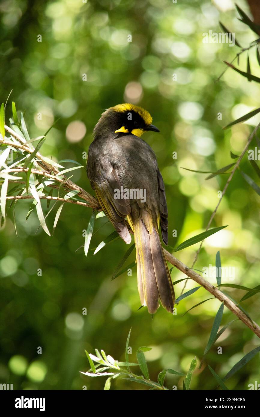 The helmeted honeyeater has a bright yellow forehead, crown and throat ...