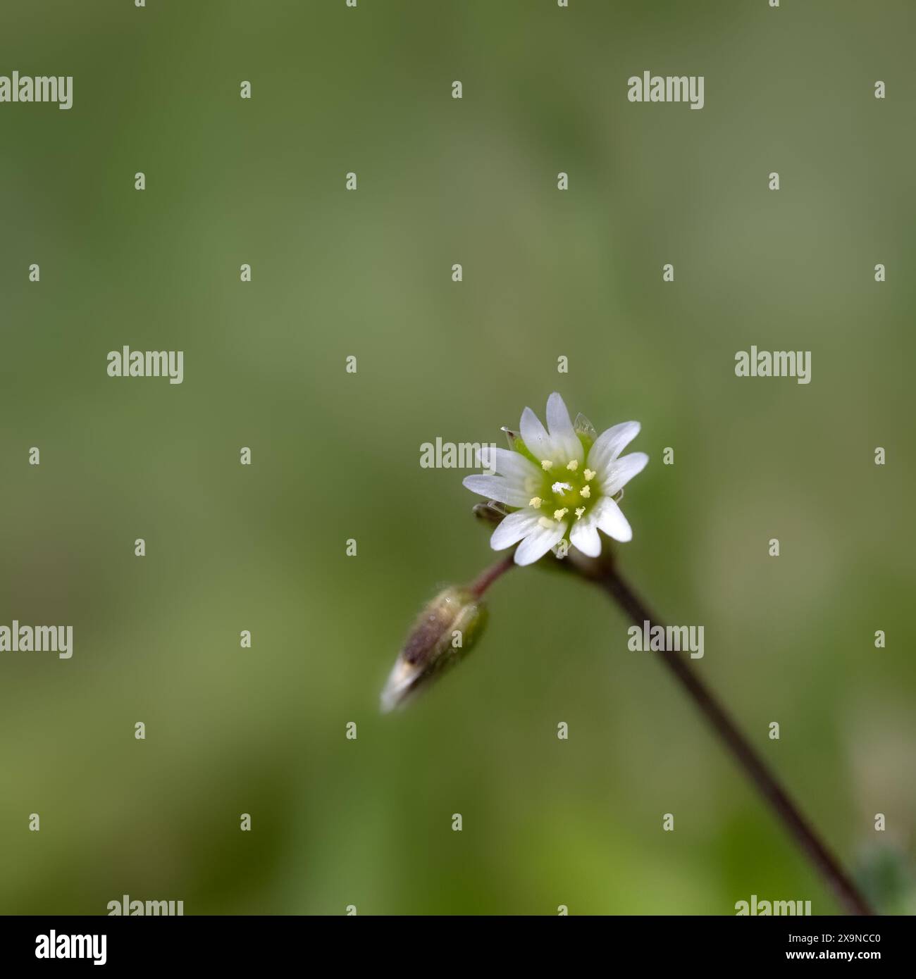 Closeup of common mouse-ear wildflower (Cerastium fontanum) in early ...