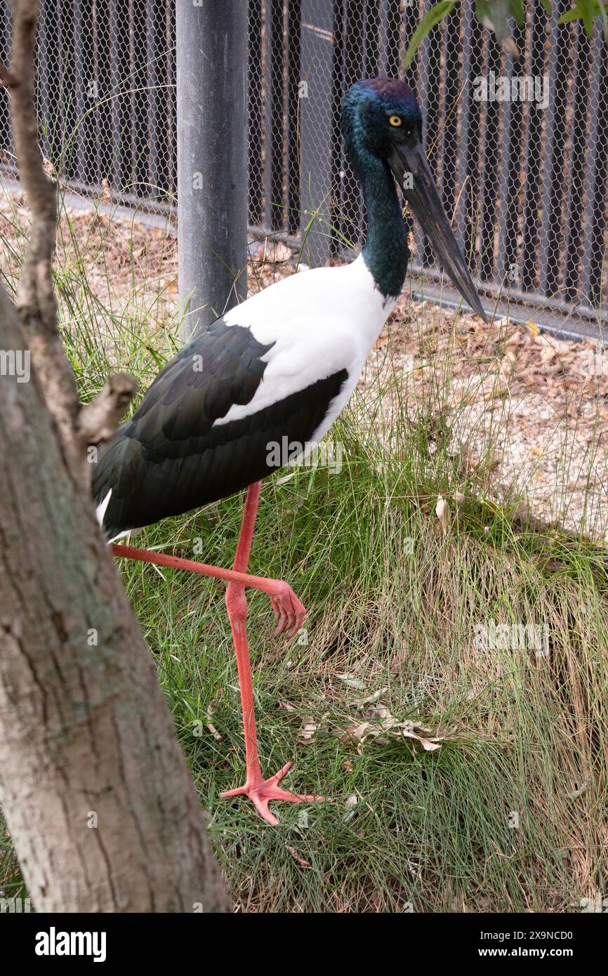 The head and neck of a jabiru are black with an iridescent green and ...