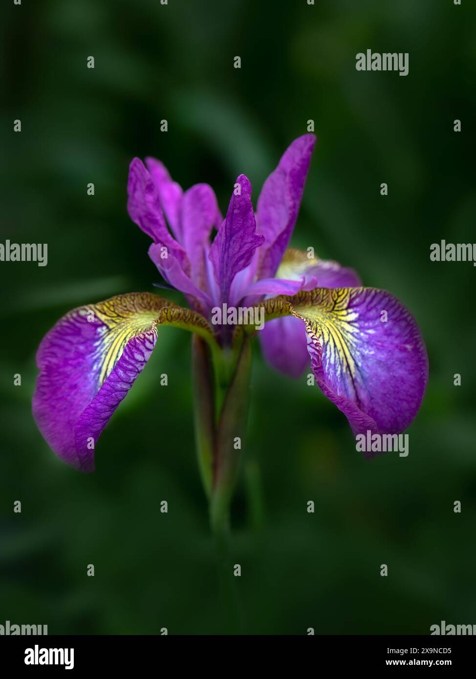 Closeup of single flower of Iris 'Sparkling Rose' in a garden in early ...