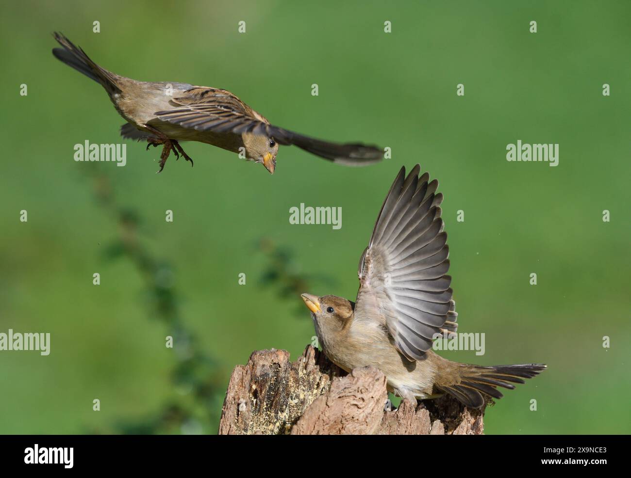 Two sparrows fighting in flight Stock Photo - Alamy