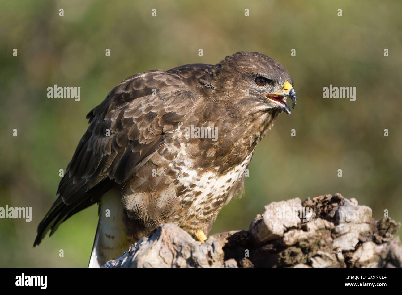 Animales rapaces hi-res stock photography and images - Alamy