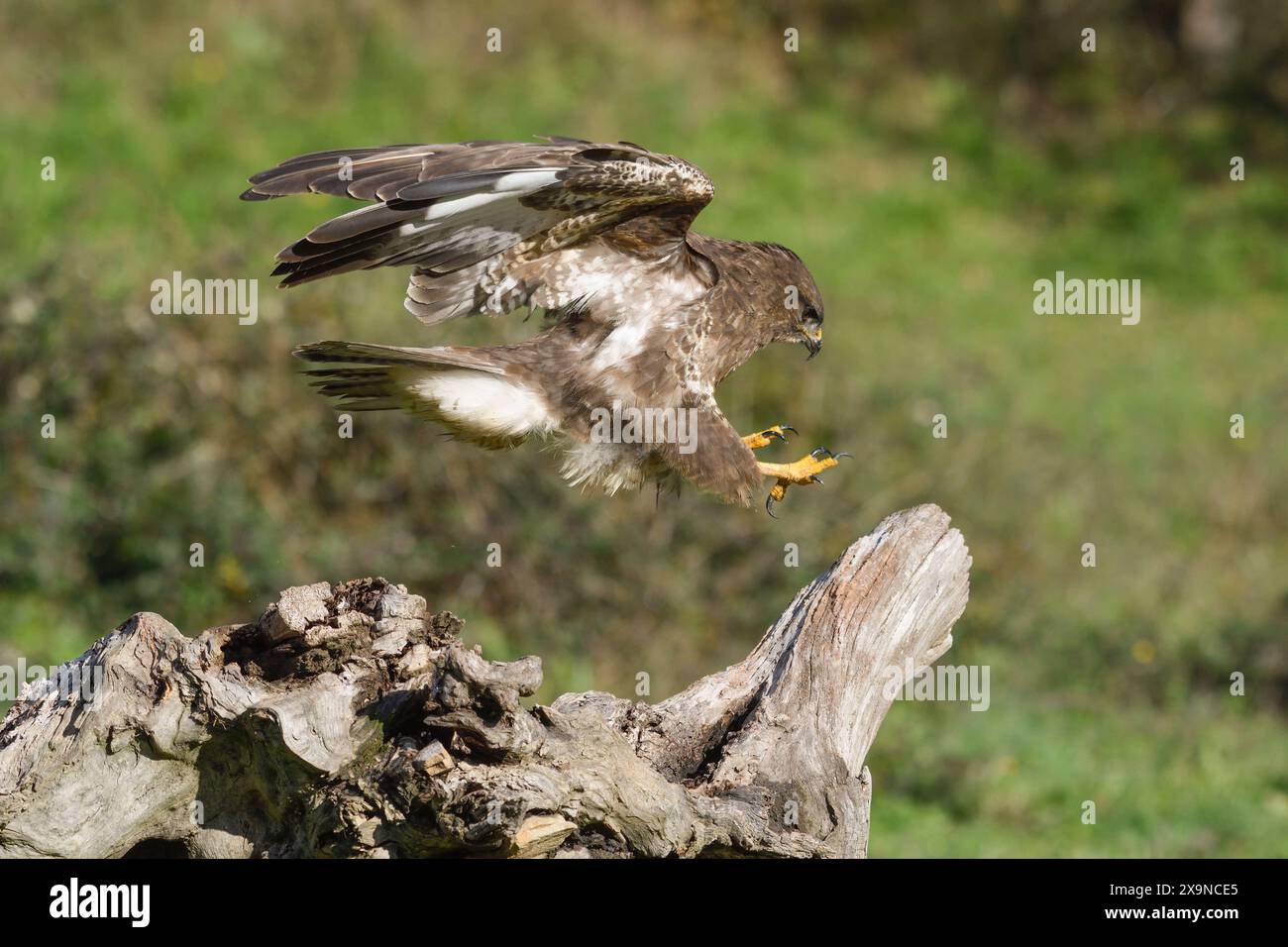 Presa de aves rapaces hi-res stock photography and images - Alamy