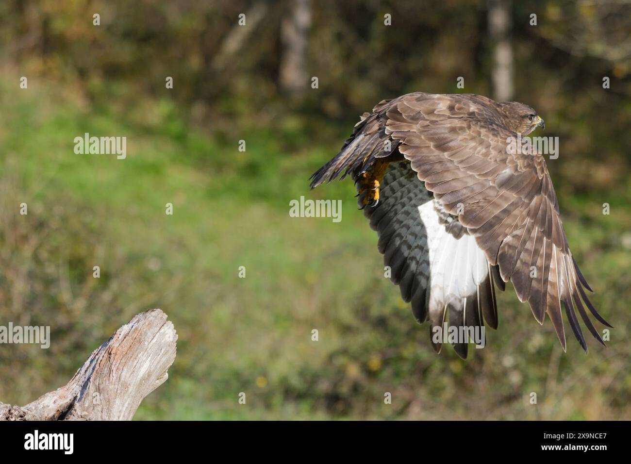 Animales rapaces hi-res stock photography and images - Alamy