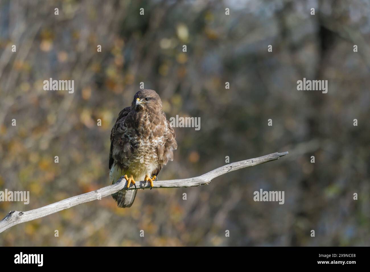 Presa de control hi-res stock photography and images - Alamy