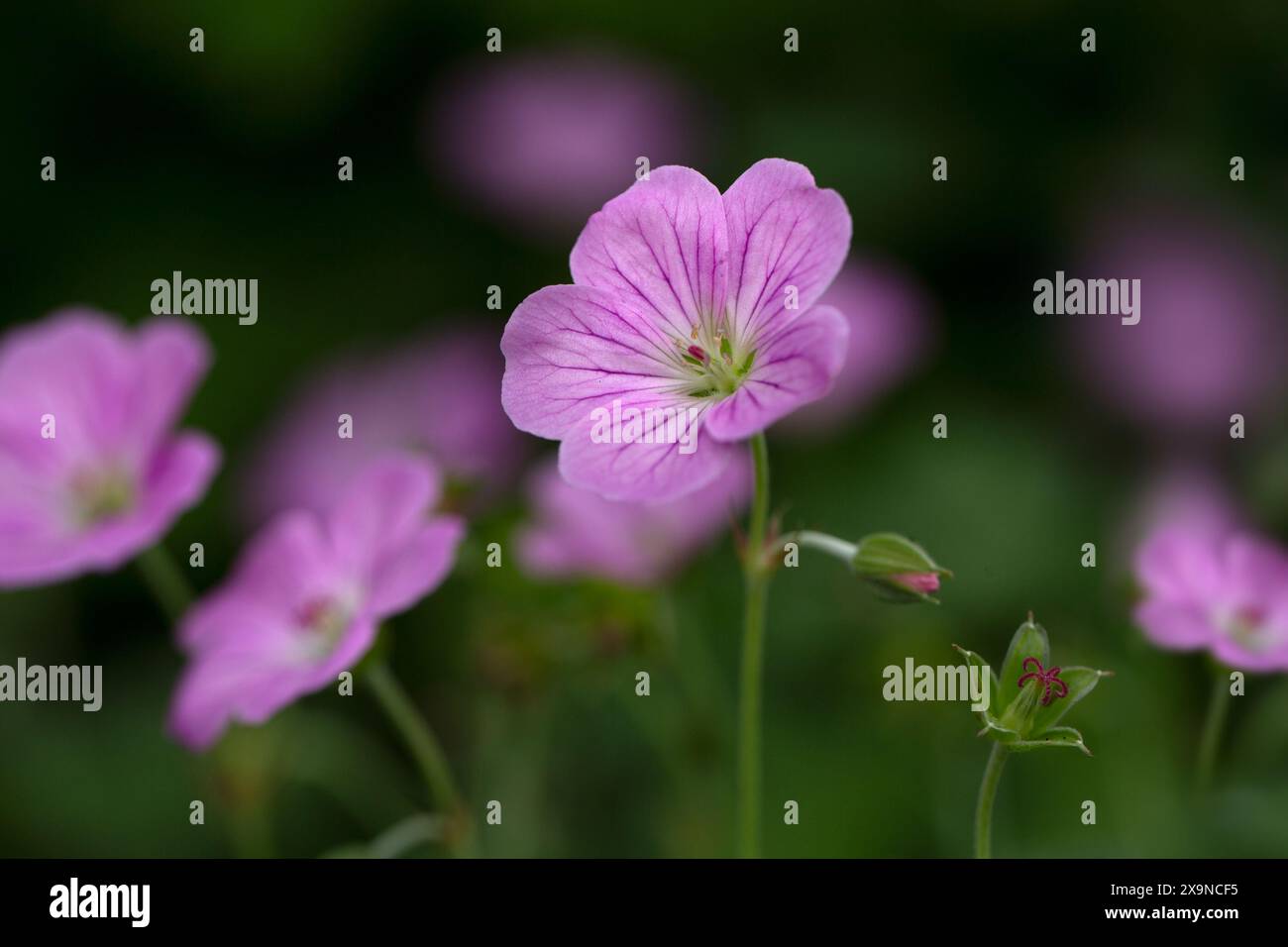 Cranesbill mavis simpson hi-res stock photography and images - Alamy