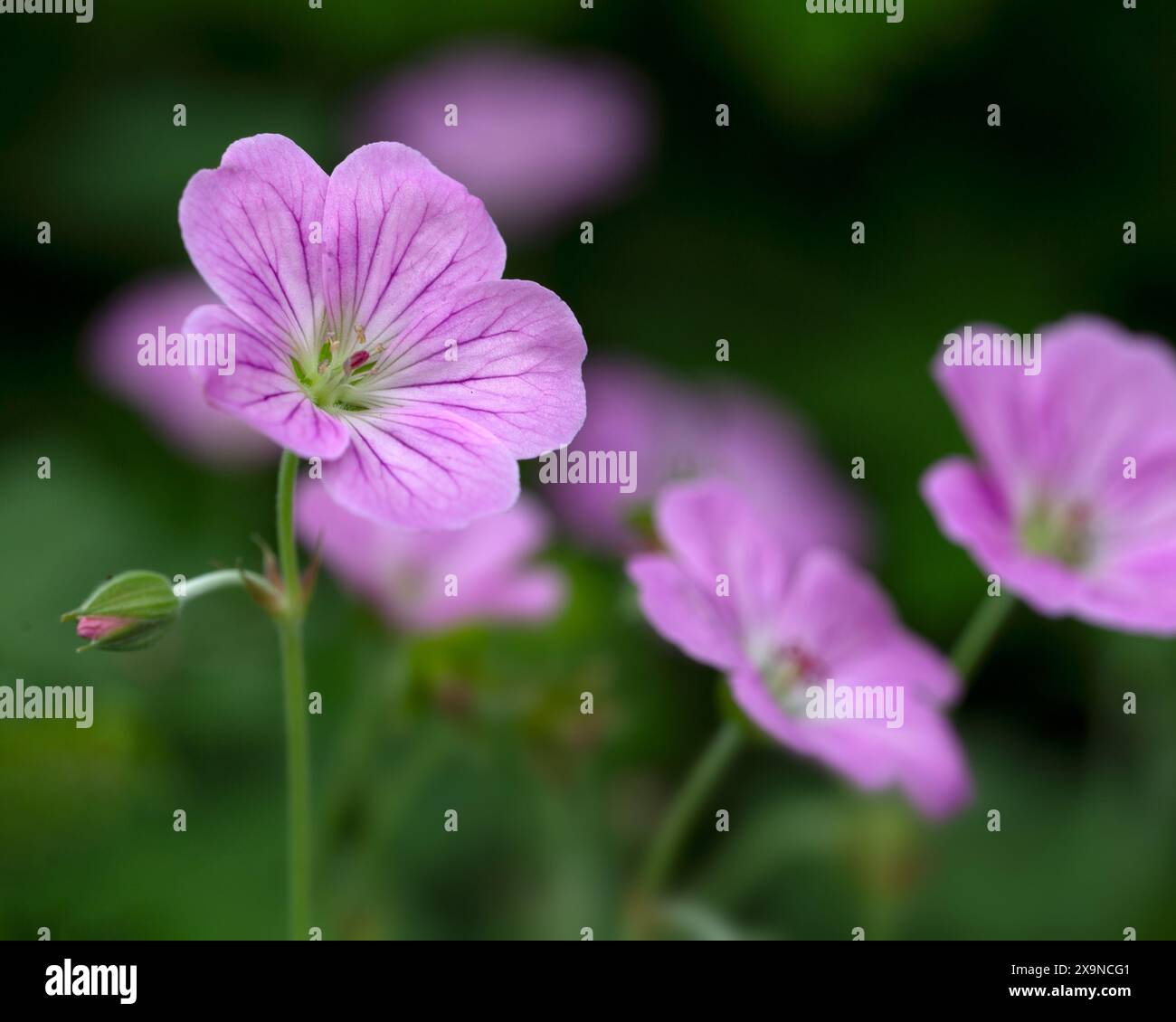 Cranesbill mavis simpson hi-res stock photography and images - Alamy