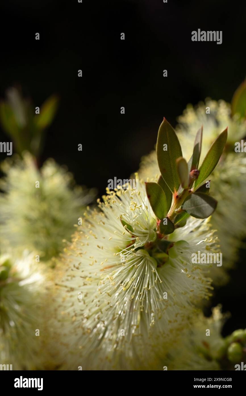 Closeup of flowers of Lemon Bottlebrush (Callistemon pallidus Stock ...