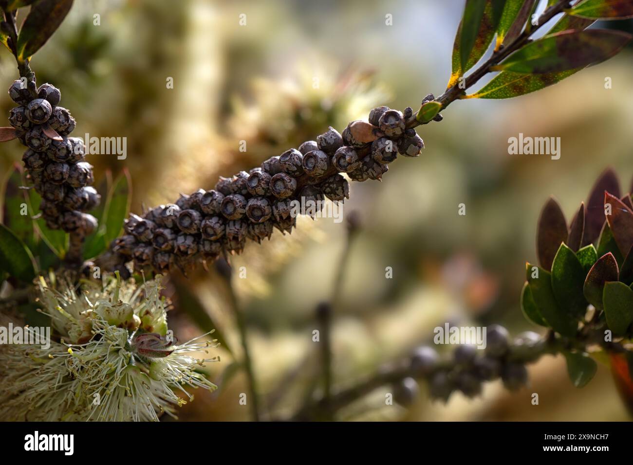 Closeup of woody fruit capsules of Lemon Bottlebrush (Callistemon ...
