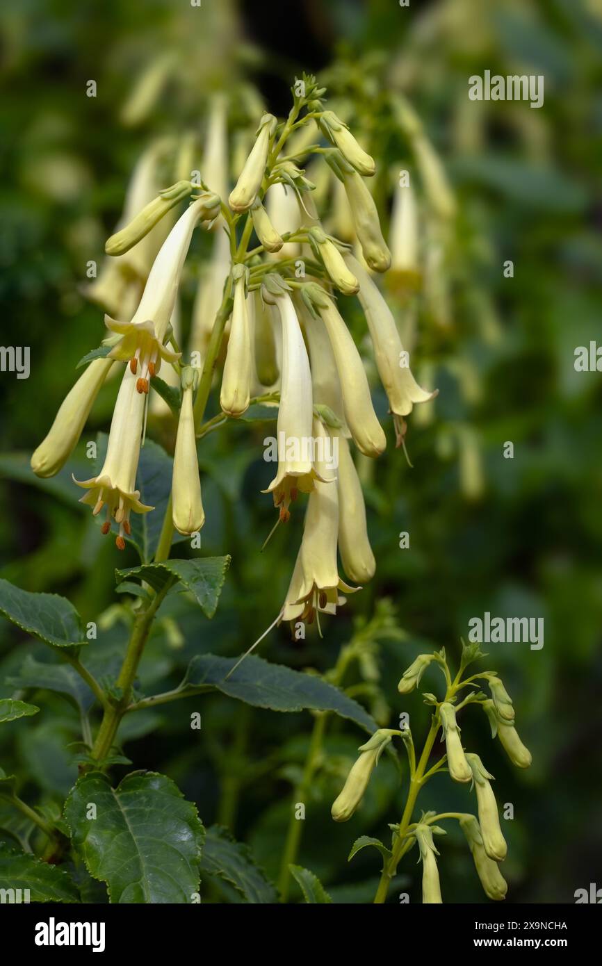 Closeup of flowers of Phygelius aequalis 'Yellow Trumpet' in a garden ...