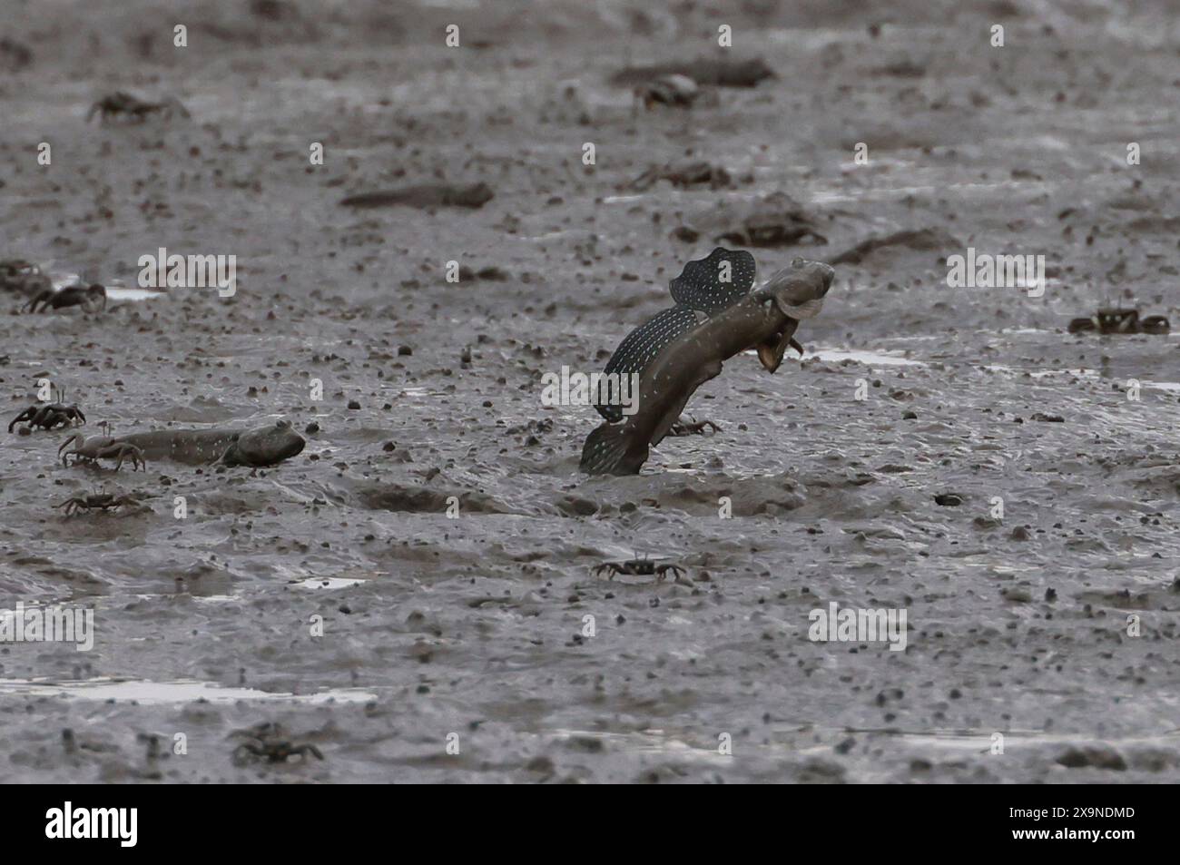A Mutsugoro(mudskipper) fish is seen bouncing on tidal mudflats of the ...