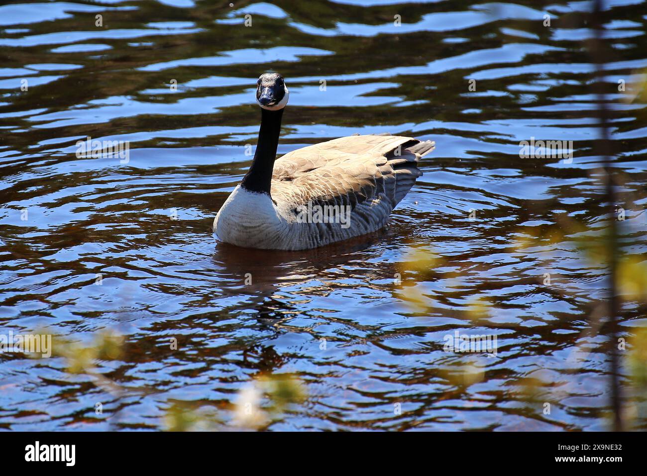 Canada goose on rippled water hi-res stock photography and images - Alamy