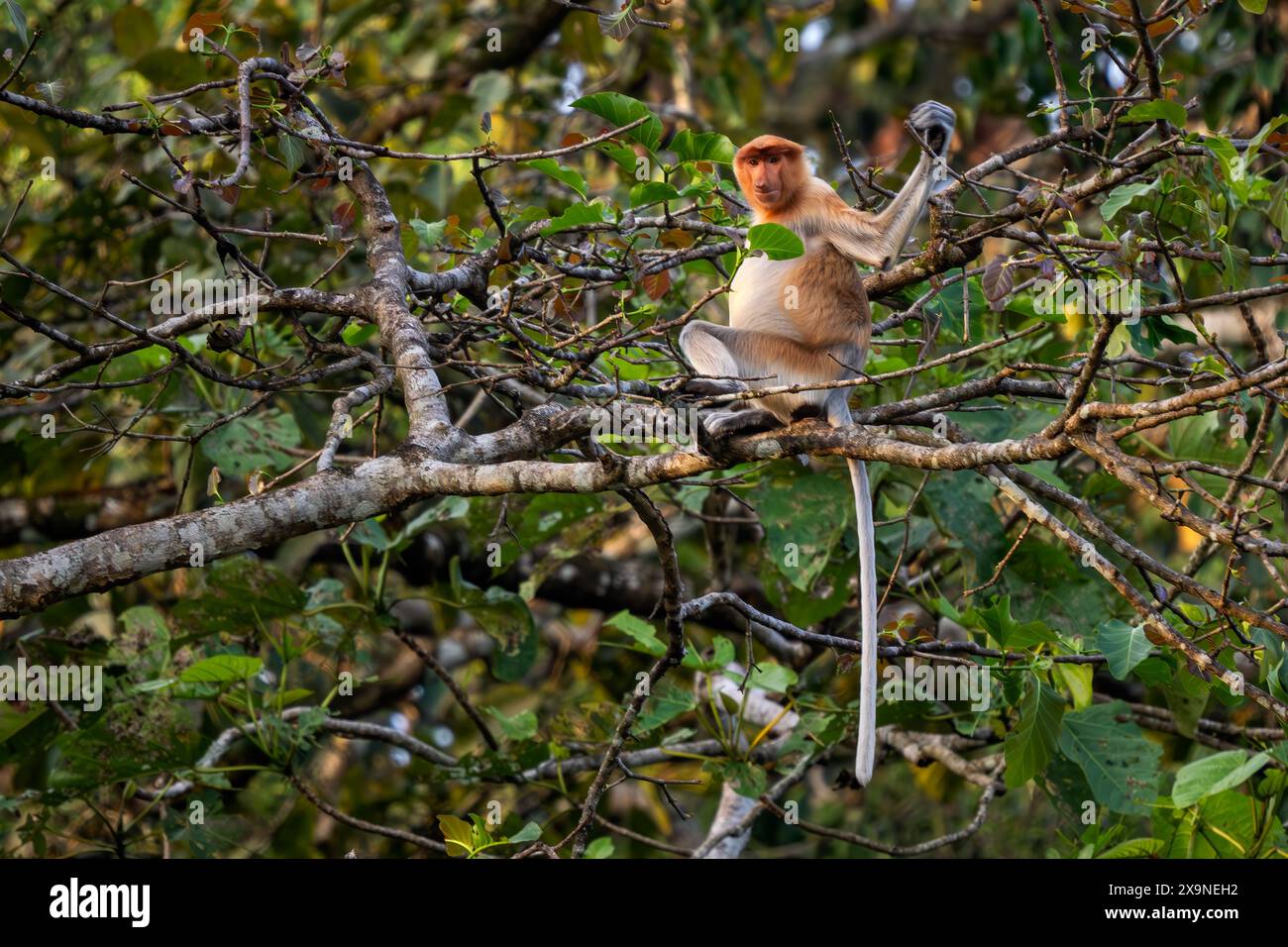Proboscis Monkey - Nasalis larvatus, beautiful unique primate with ...