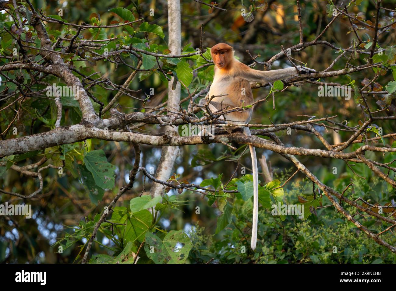 Proboscis Monkey - Nasalis larvatus, beautiful unique primate with ...