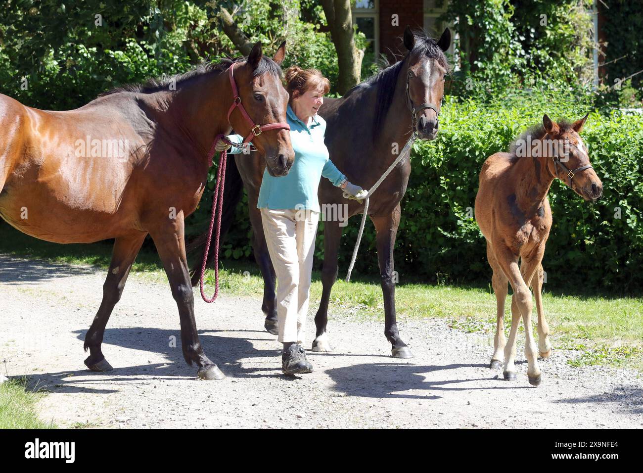 Farmer leads two horses hi-res stock photography and images - Alamy