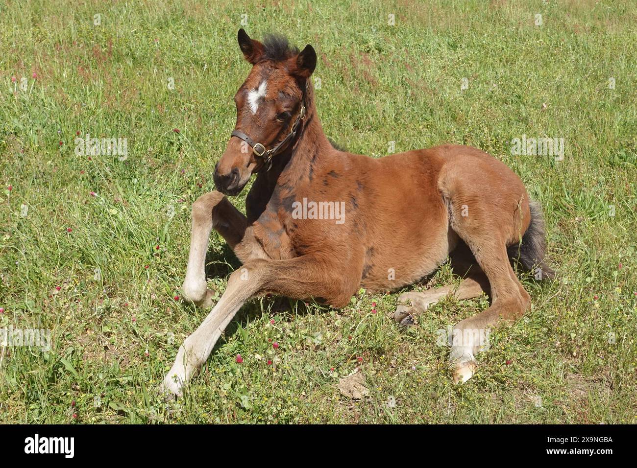 Pferd schlafen hi-res stock photography and images - Alamy
