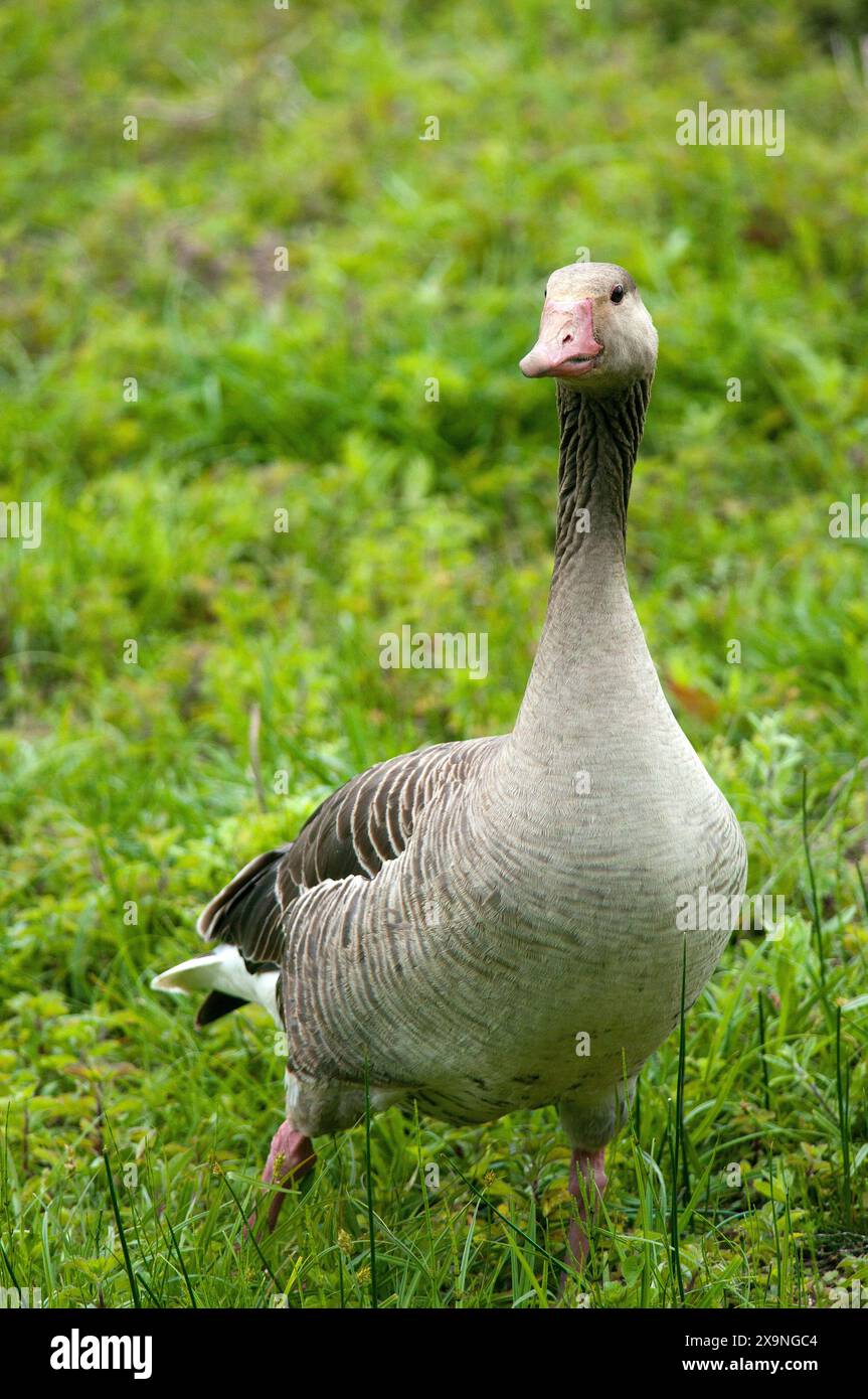 Greylag goose (Anser anser), Lake of Alviano WWF oasis, Terni, Umbria ...