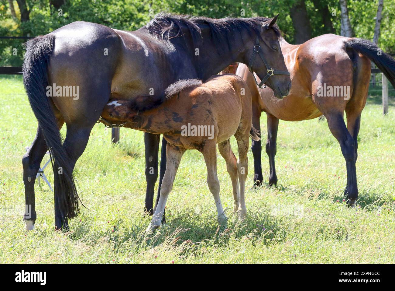 Pferde trinken am see hi-res stock photography and images - Alamy