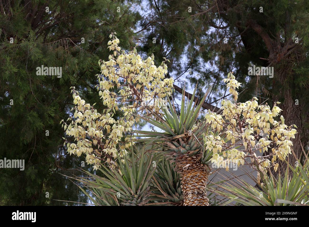 Flowering yucca palm in an alley of Mykonos-Cyclades-Greece Stock Photo ...