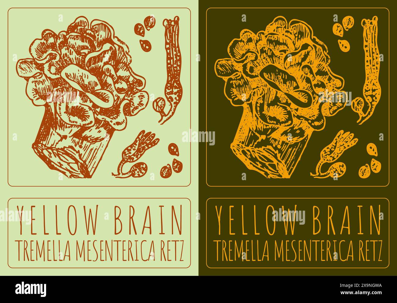 Vector drawing YELLOW BRAIN. Hand drawn illustration. The Latin name is ...