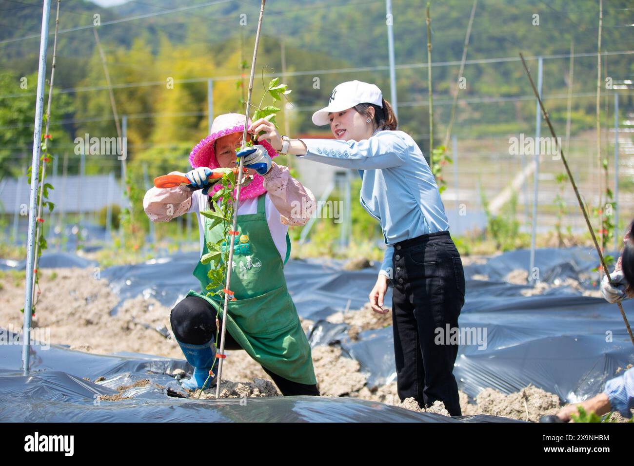 Fuzhou. 2nd June, 2024. Wang Xiuzhen (R), head of Fujian Youxuan ...