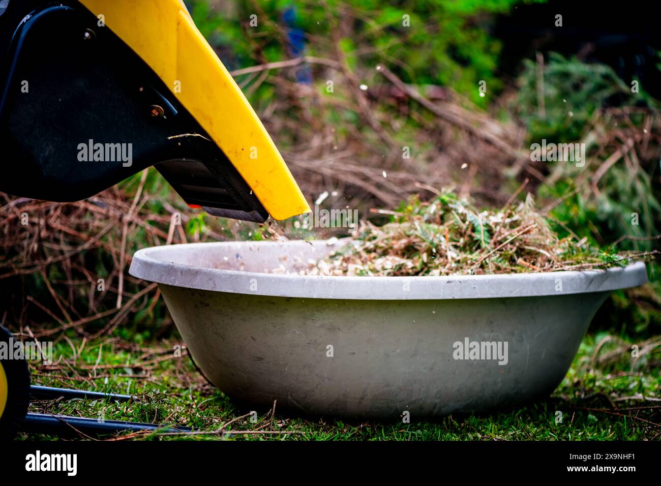 The process of chopping branches into mulch with wood chipper in garden ...