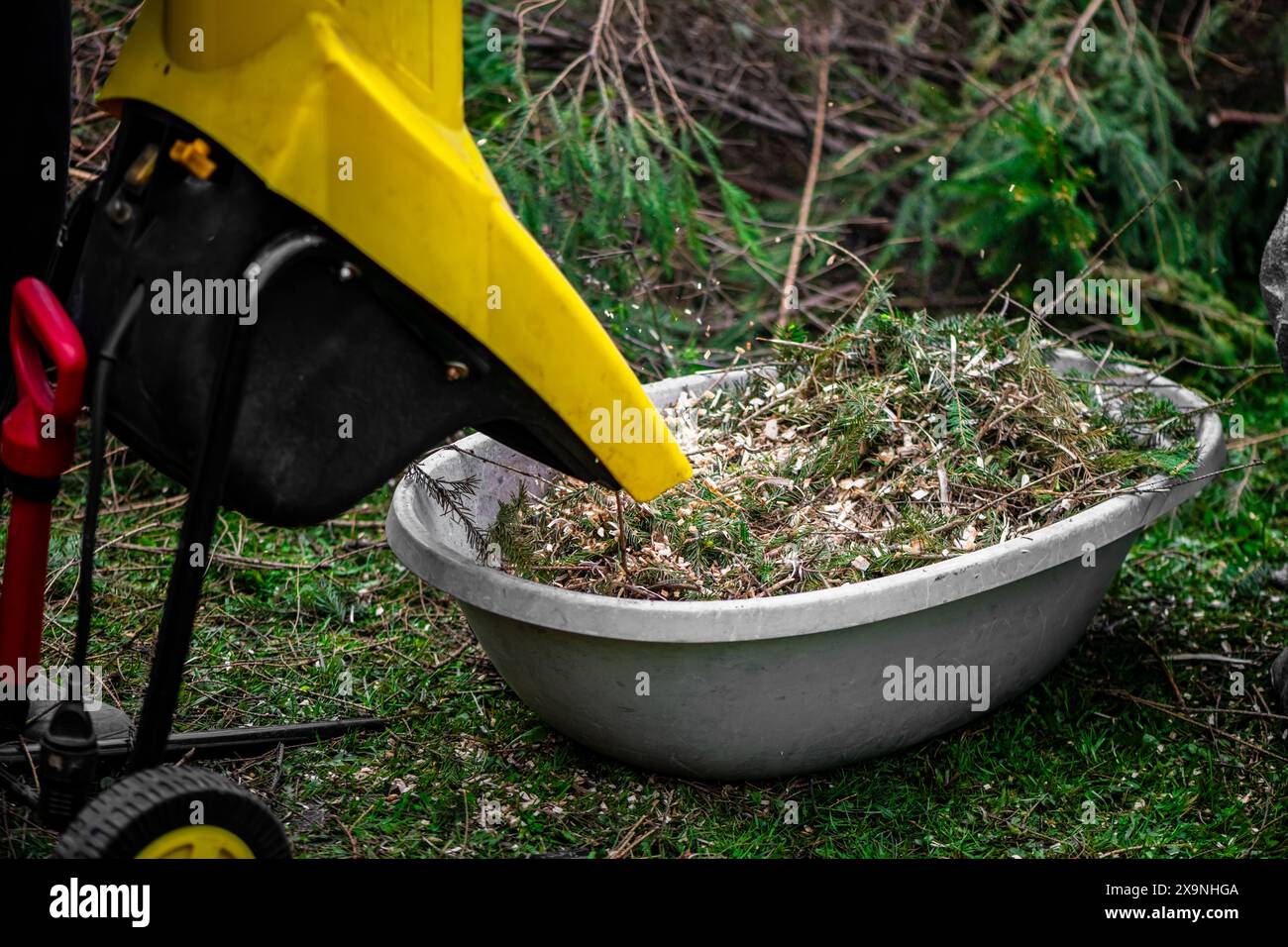 The process of chopping branches into mulch with wood chipper in garden ...