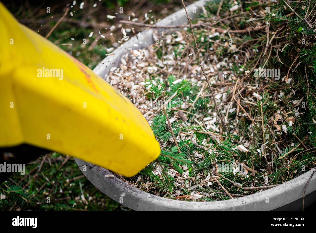 The process of chopping branches into mulch with wood chipper in garden ...