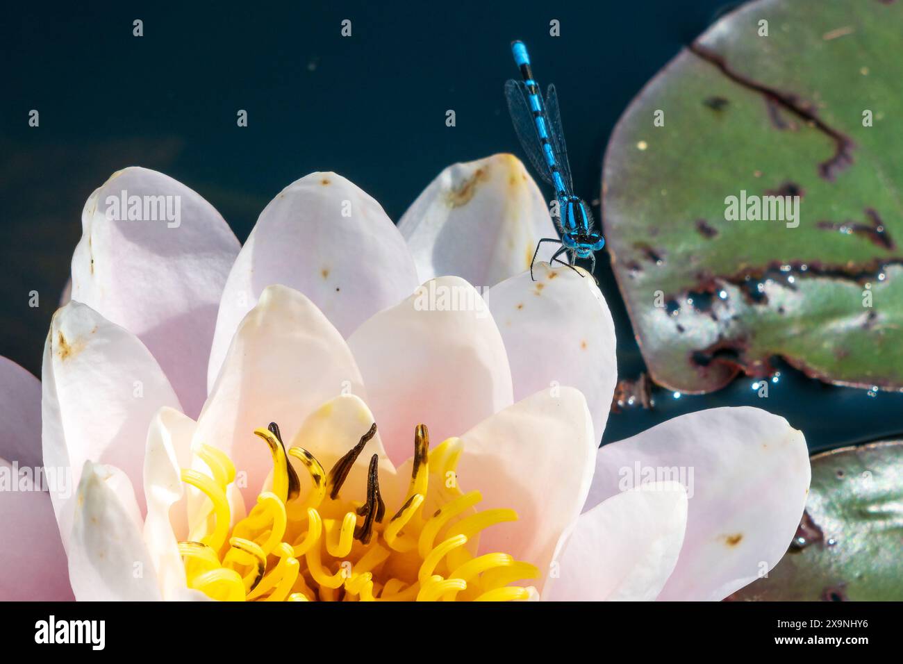 Common blue damselfly resting on a water lily Stock Photo - Alamy