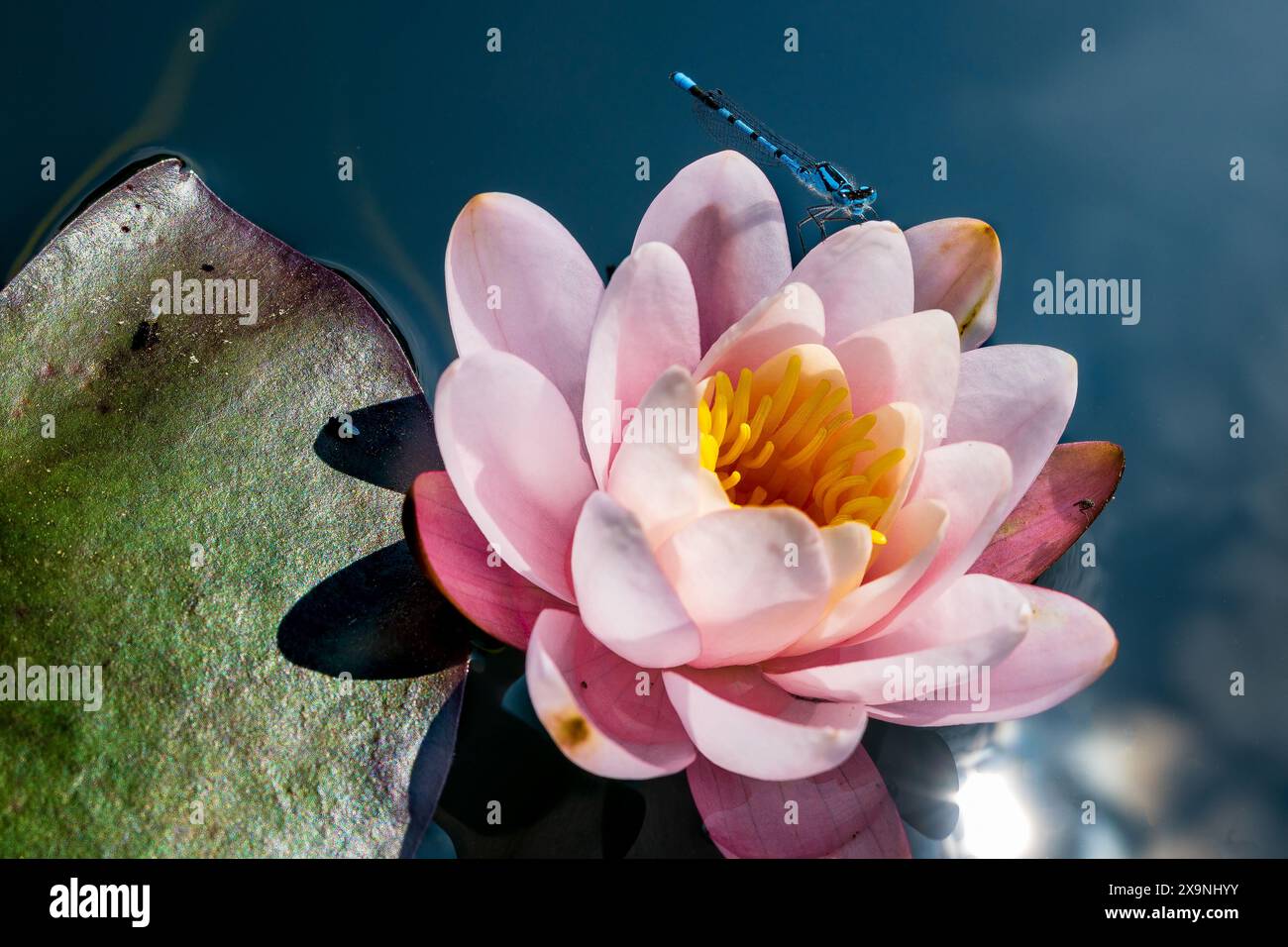 Common blue damselfly resting on a water lily Stock Photo - Alamy