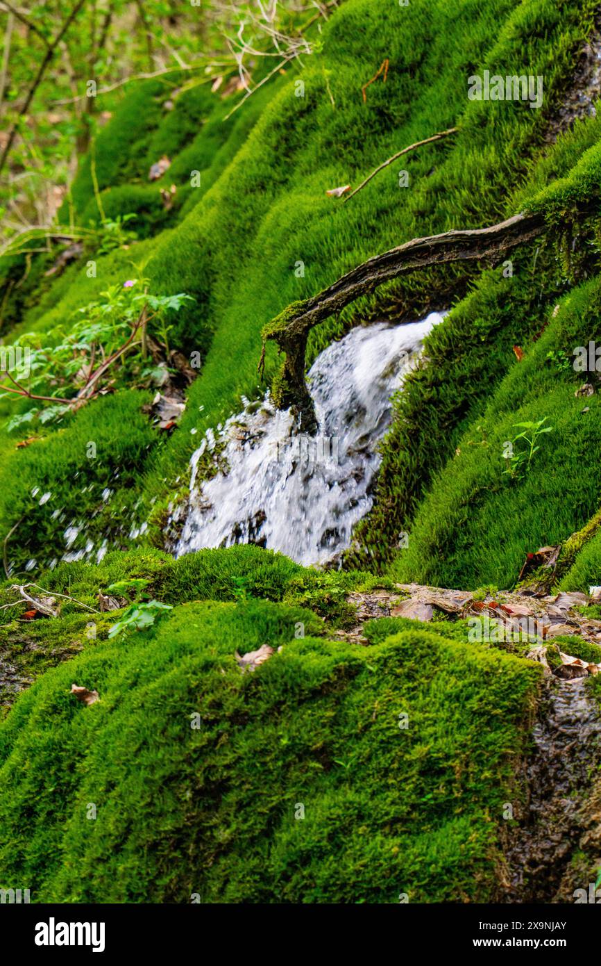 Cascading waterfall flows down moss-covered cliffs in the lush greenery of Beli Izvorac, Serbia ...