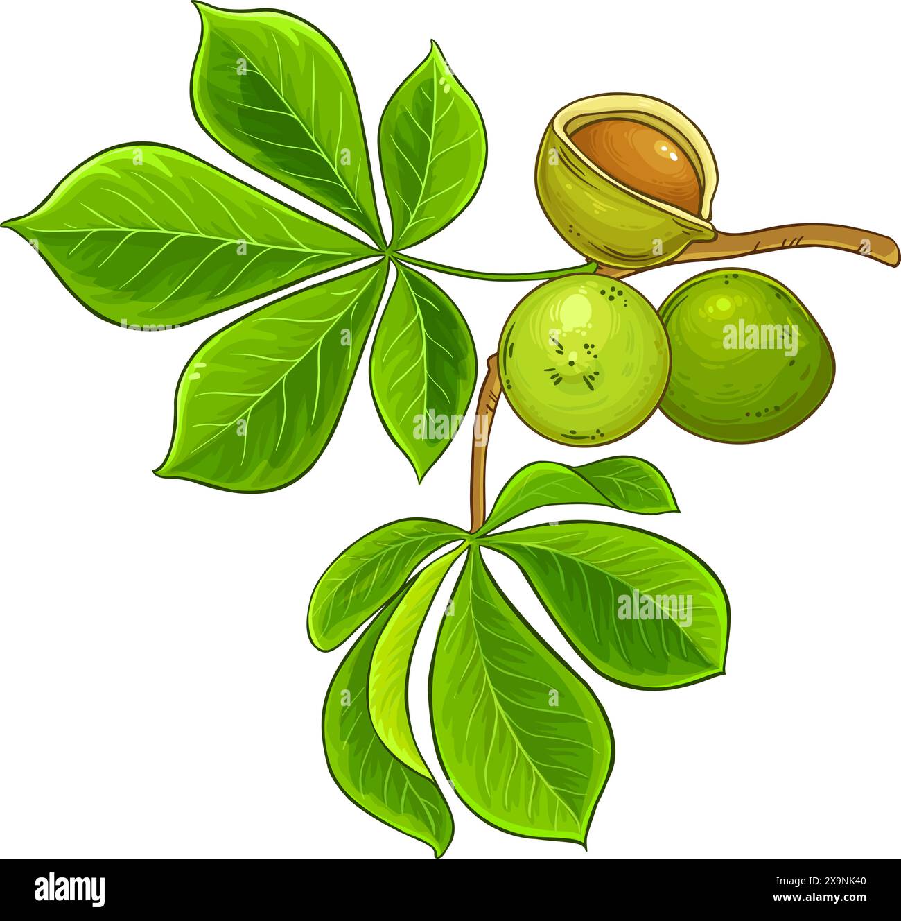 Mongongo Branch Colored Detailed Illustration Stock Vector Image & Art ...