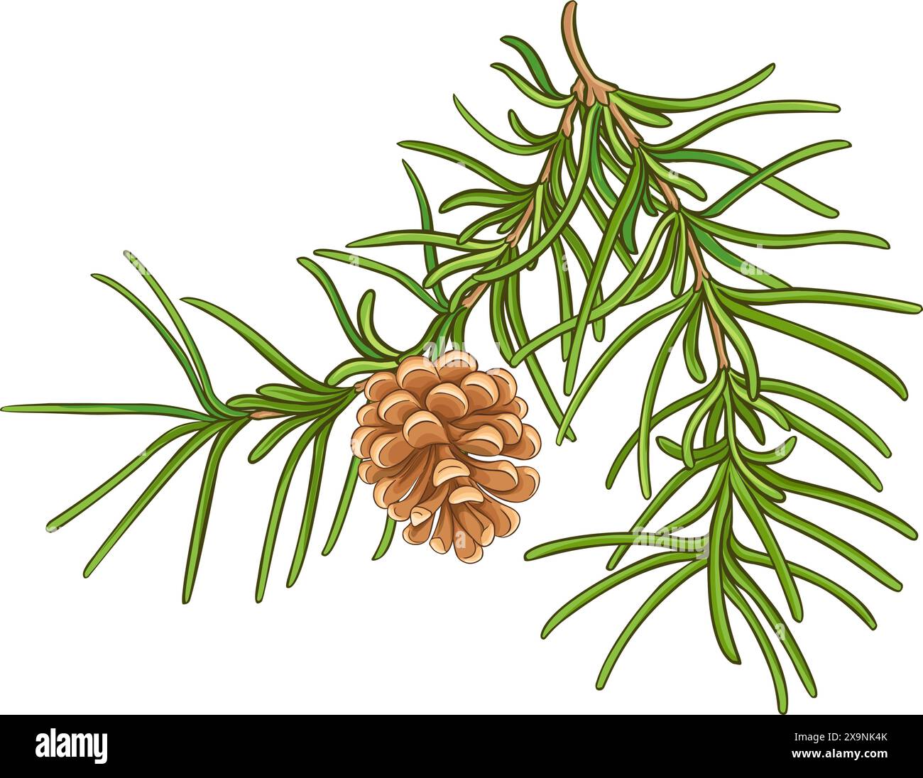 Pine spruce tree branch Stock Vector Images - Alamy